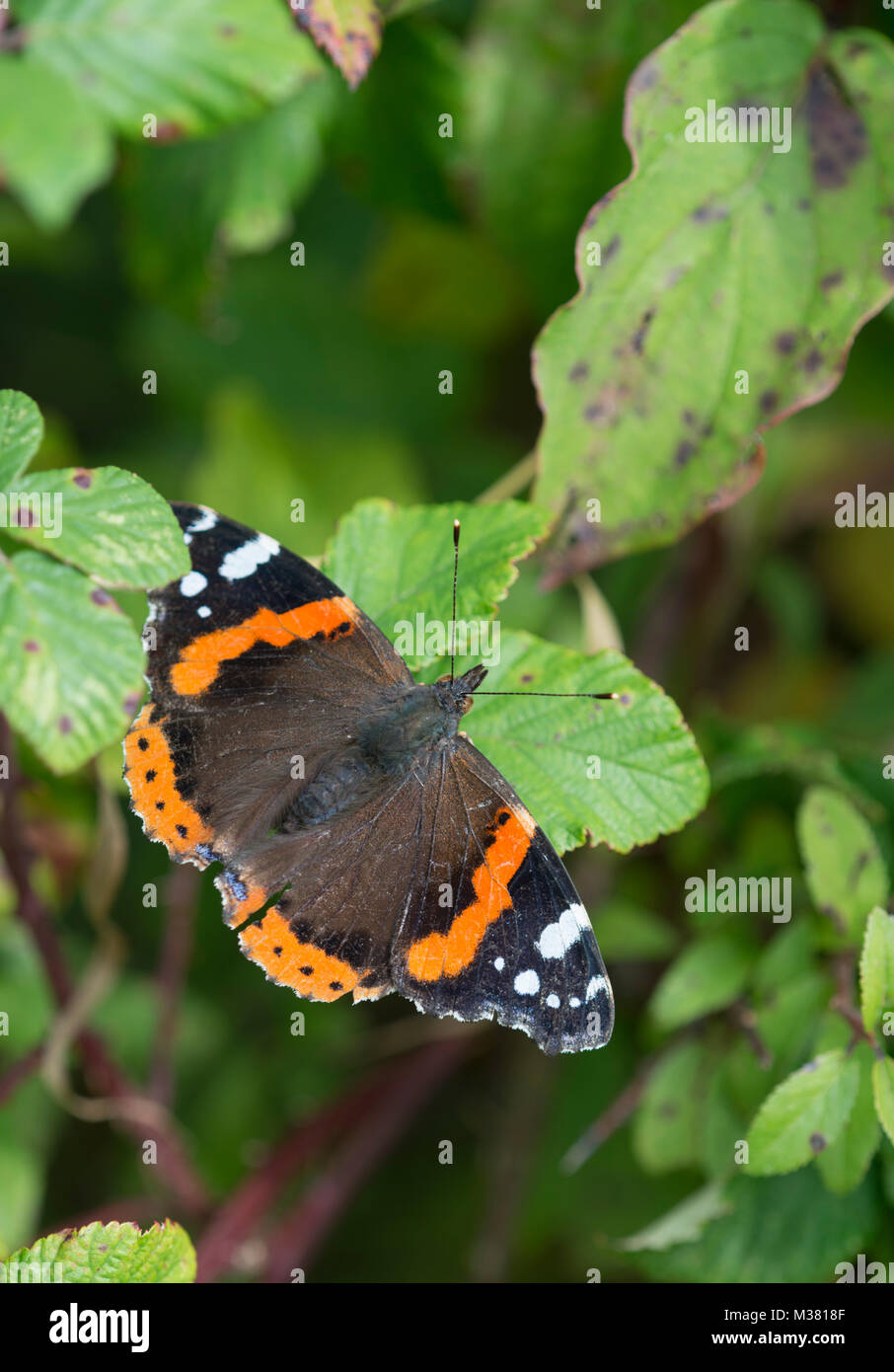 Red Admiral Butterfly: Vanessa atalanta. Hampshire, UK Stock Photo - Alamy