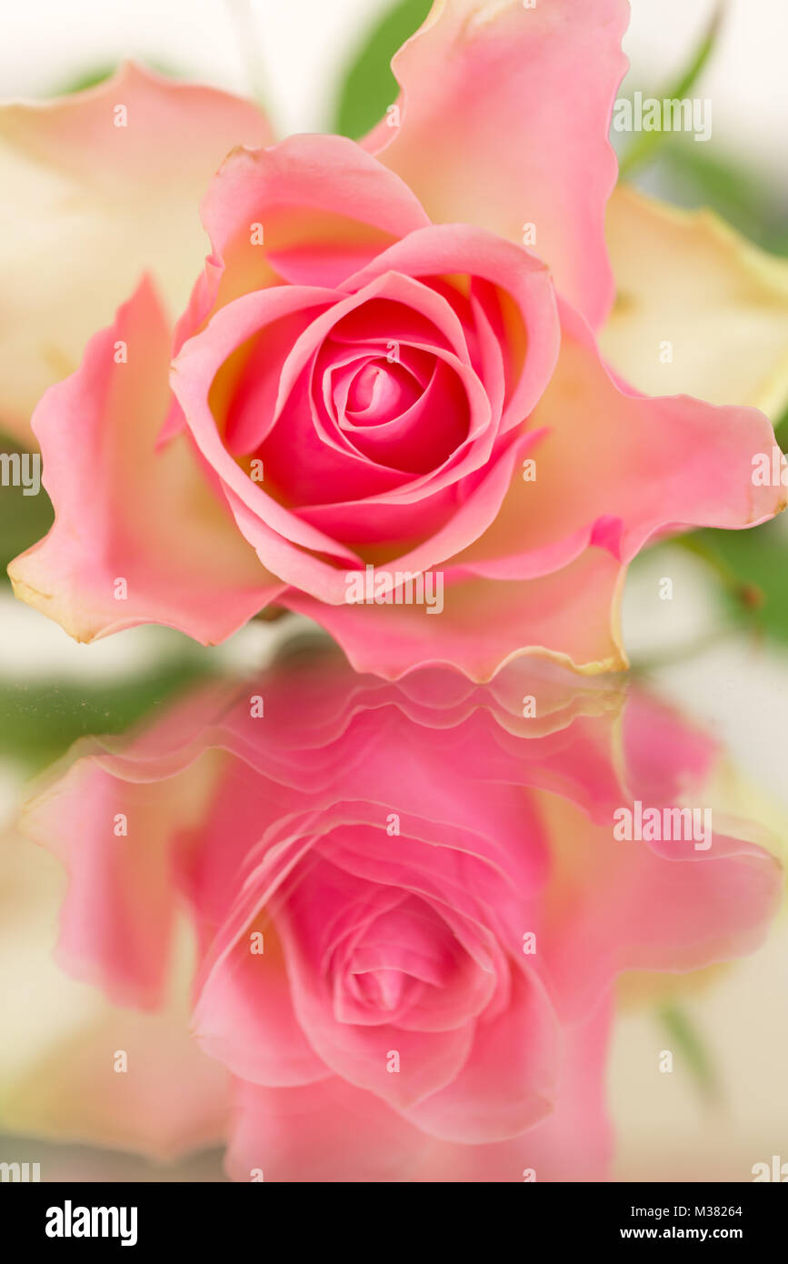 Close up of an opening pink rose flower with a reflection in a mirror ...