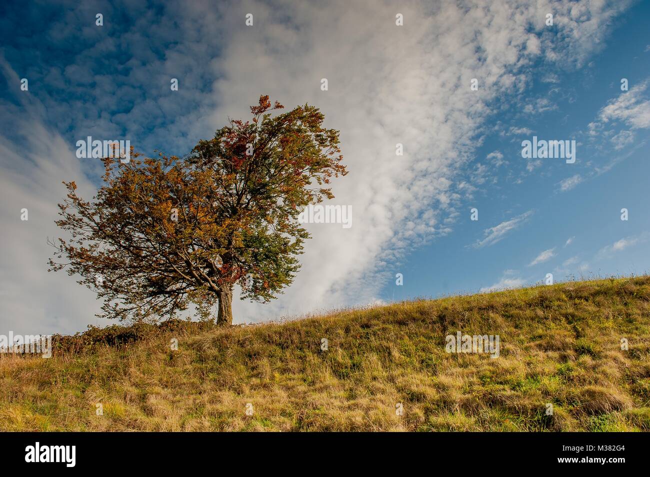 autumn tree with clear sky Stock Photo - Alamy