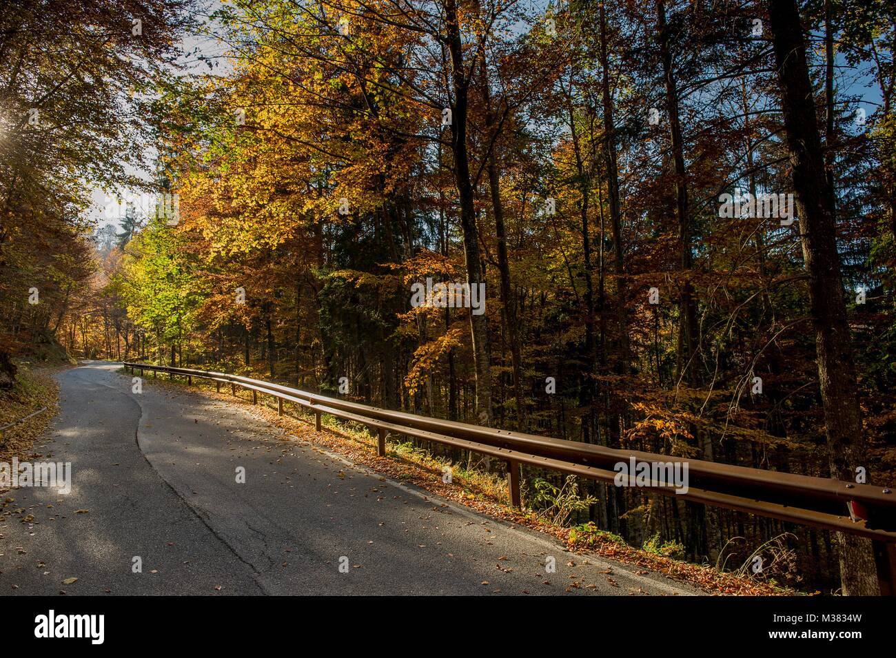 Beautiful green woods country road hi-res stock photography and images ...