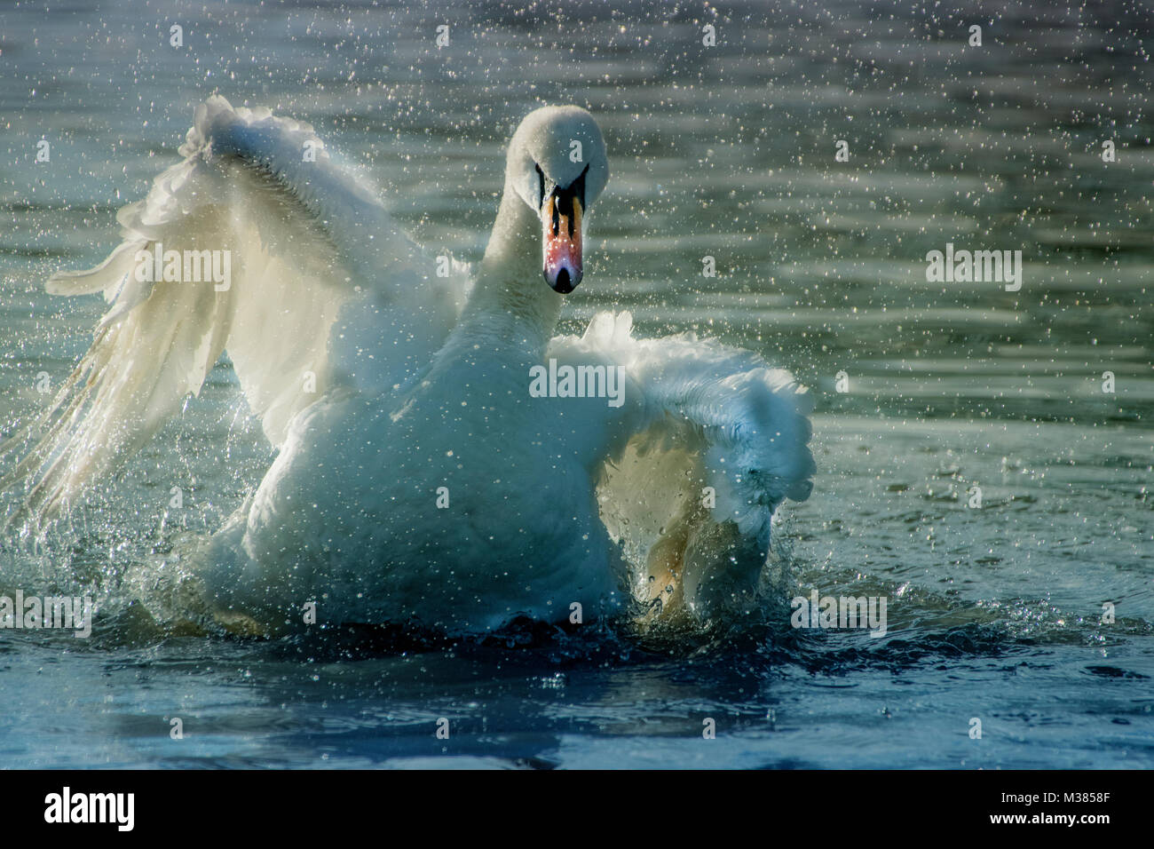 Mist rising from pond hi-res stock photography and images - Alamy
