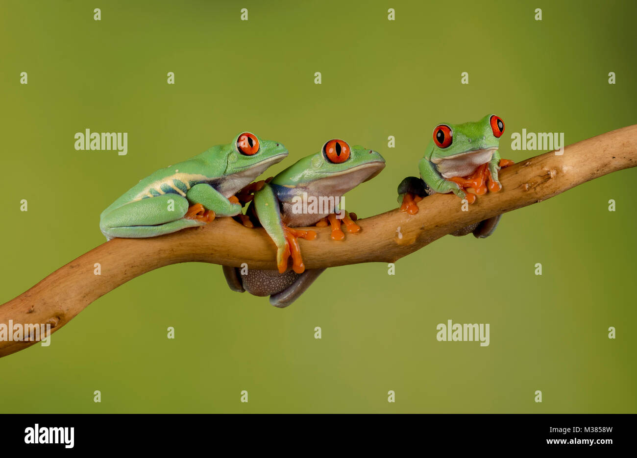 a trio of red eyed tree frogs on a branch, looking at the camera Stock ...
