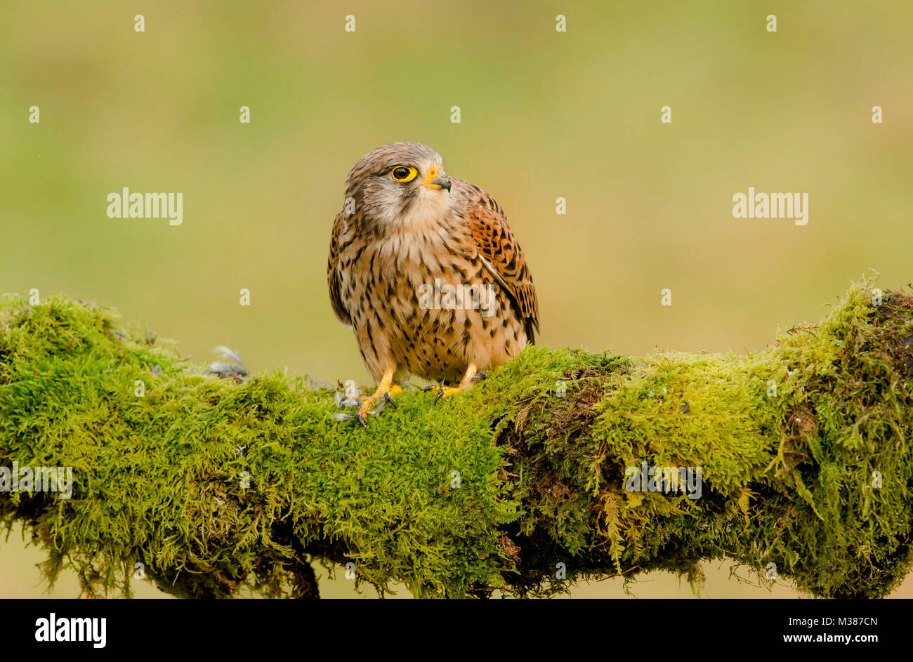 Tawny Owl Reflection Stock Photo - Alamy