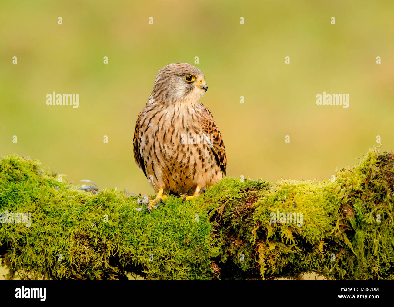 Tawny Owl Reflection Stock Photo - Alamy