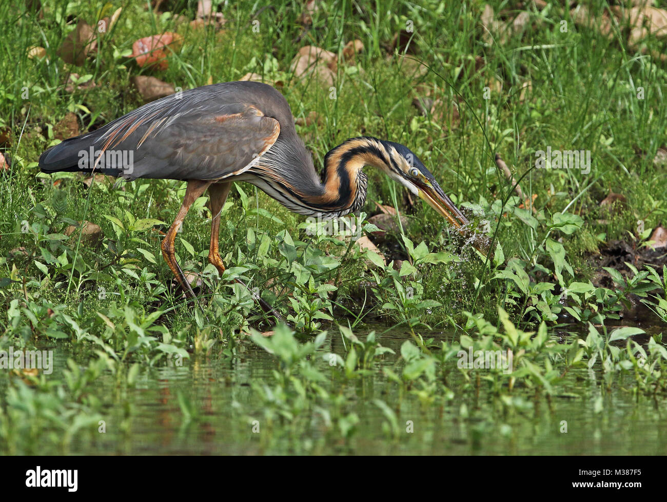 Purple Heron (Ardea purpurea madagascariensis) adult with fish ...