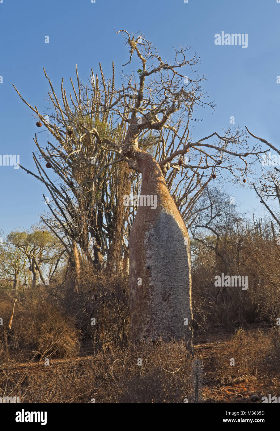 Baobab trees (Adansonia sp) in spiny forest Parc Mosa, Ifaty ...