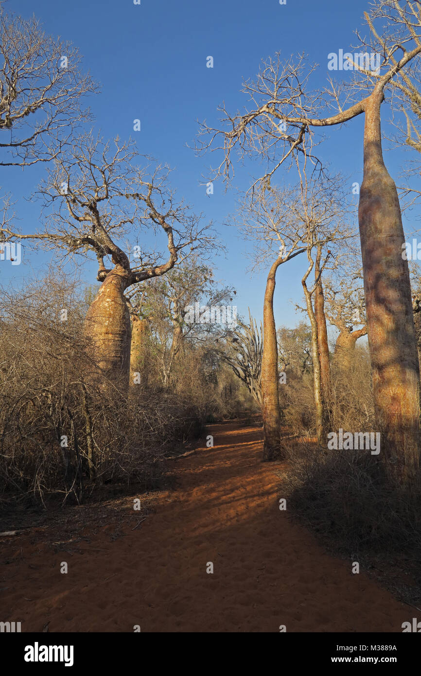 Madagascar Spiny Forests High Resolution Stock Photography and Images ...