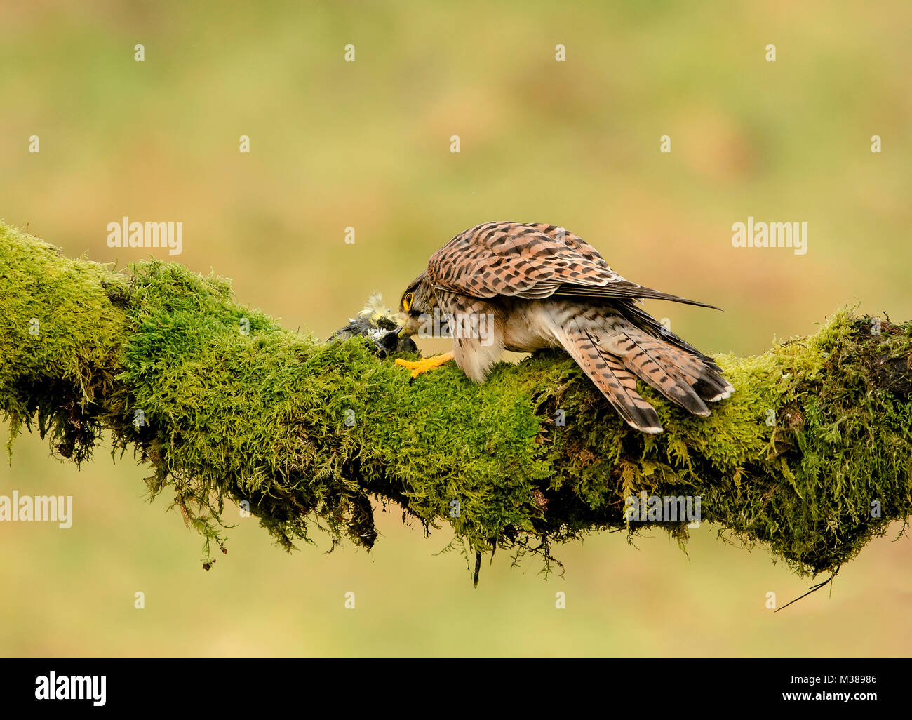 Tawny Owl Reflection Stock Photo - Alamy
