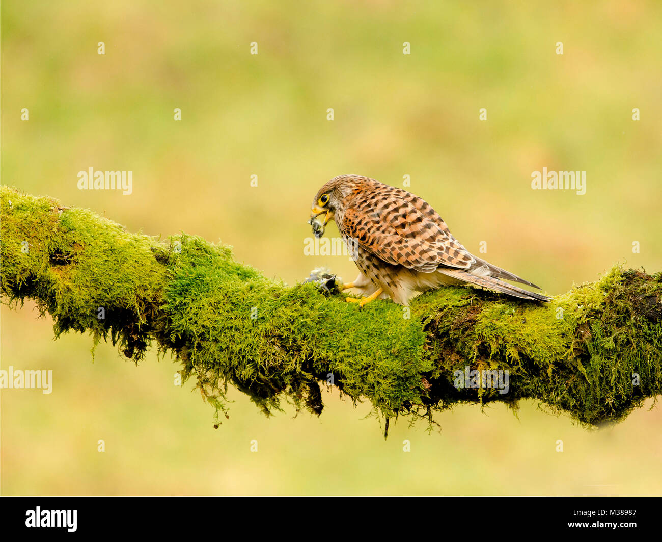 Tawny Owl Reflection Stock Photo - Alamy