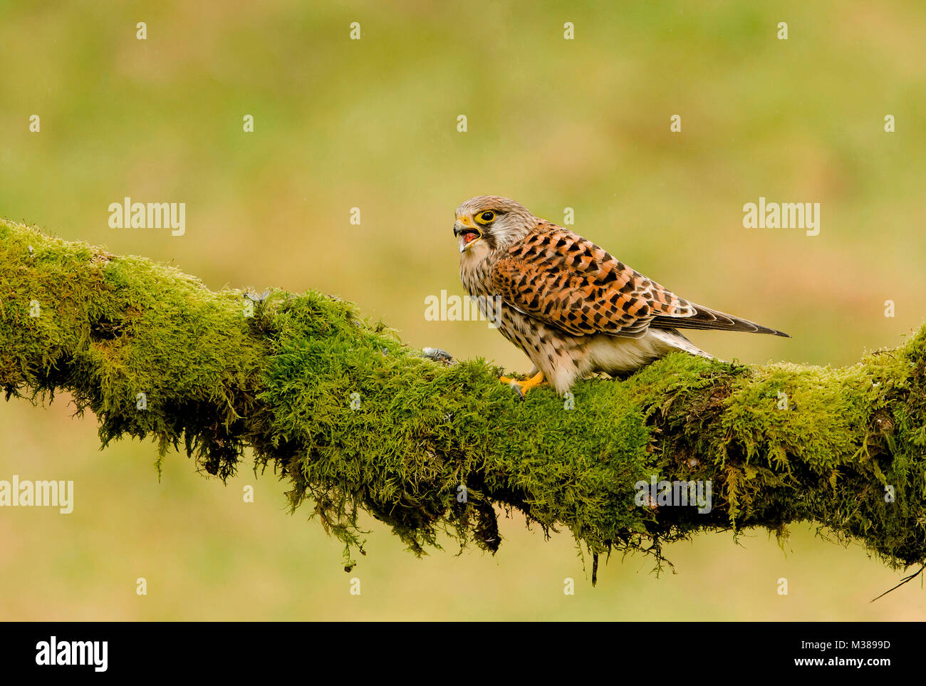 Tawny Owl Reflection Stock Photo - Alamy