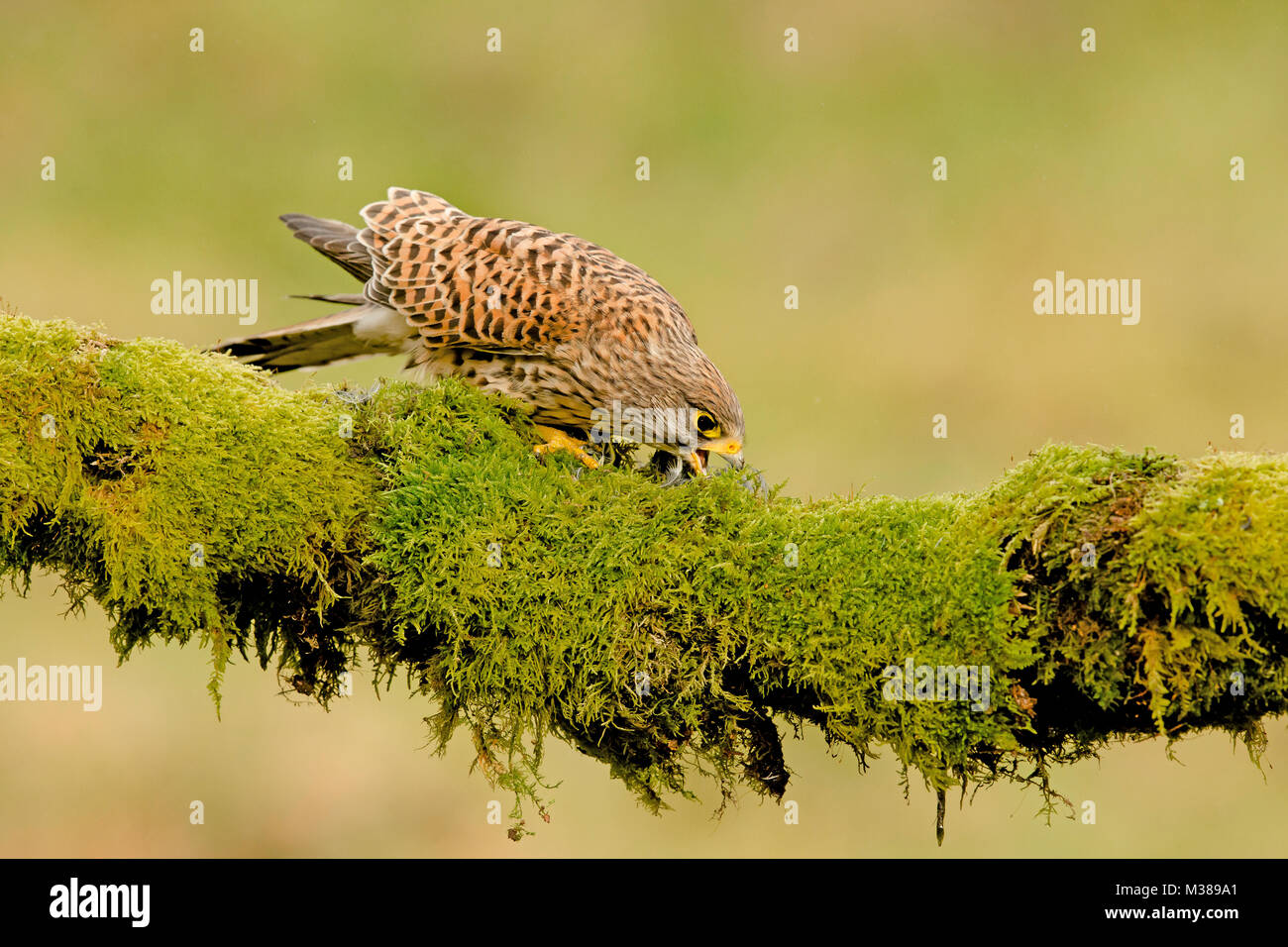 Tawny Owl Reflection Stock Photo - Alamy