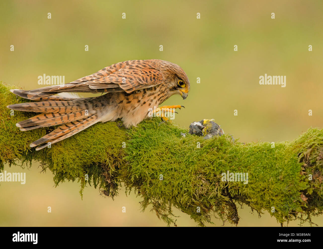 Tawny Owl Reflection Stock Photo - Alamy