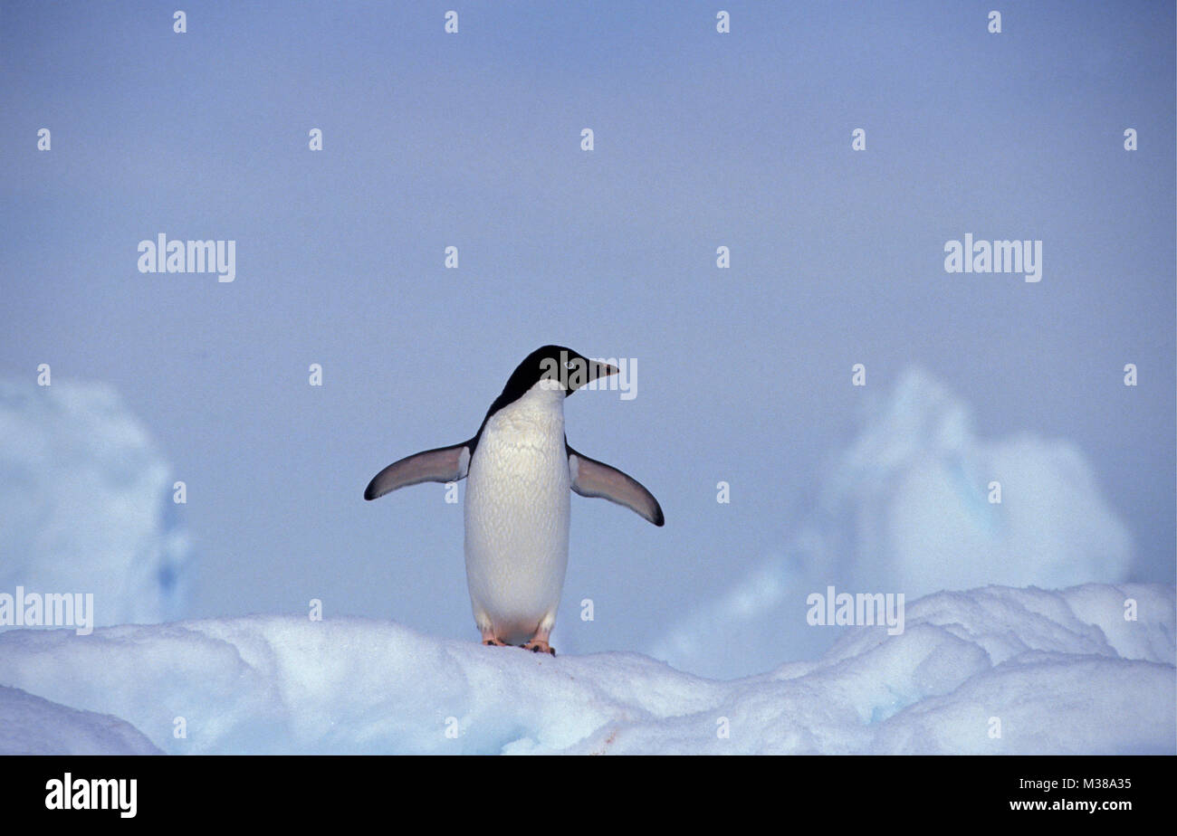 Antarctica. Adelie penguin (Pygoscelis adeliae) standing on iceberg ...