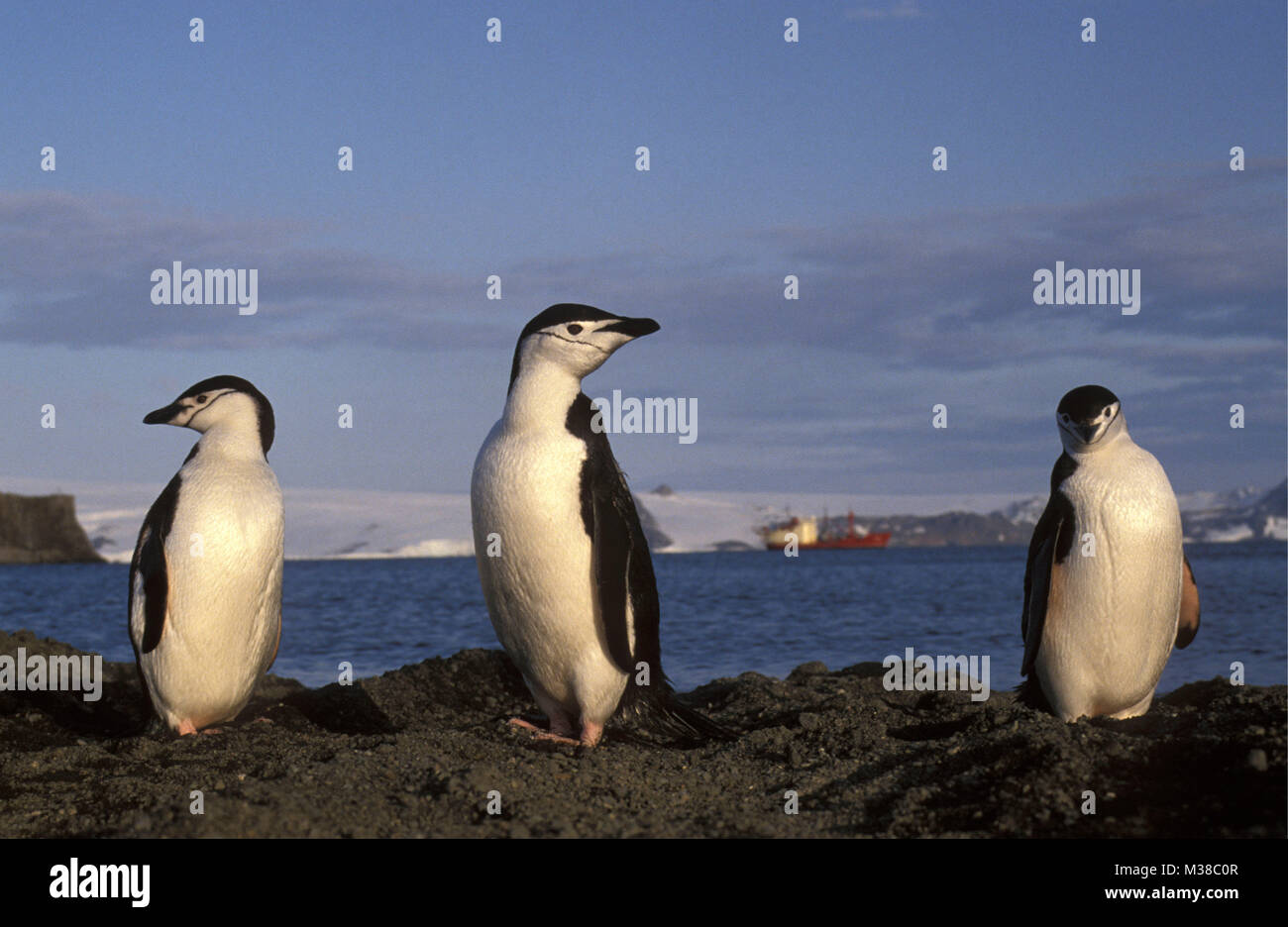 Antarctica. Chinstrap penguins (Pygoscelis antarcticus Stock Photo - Alamy