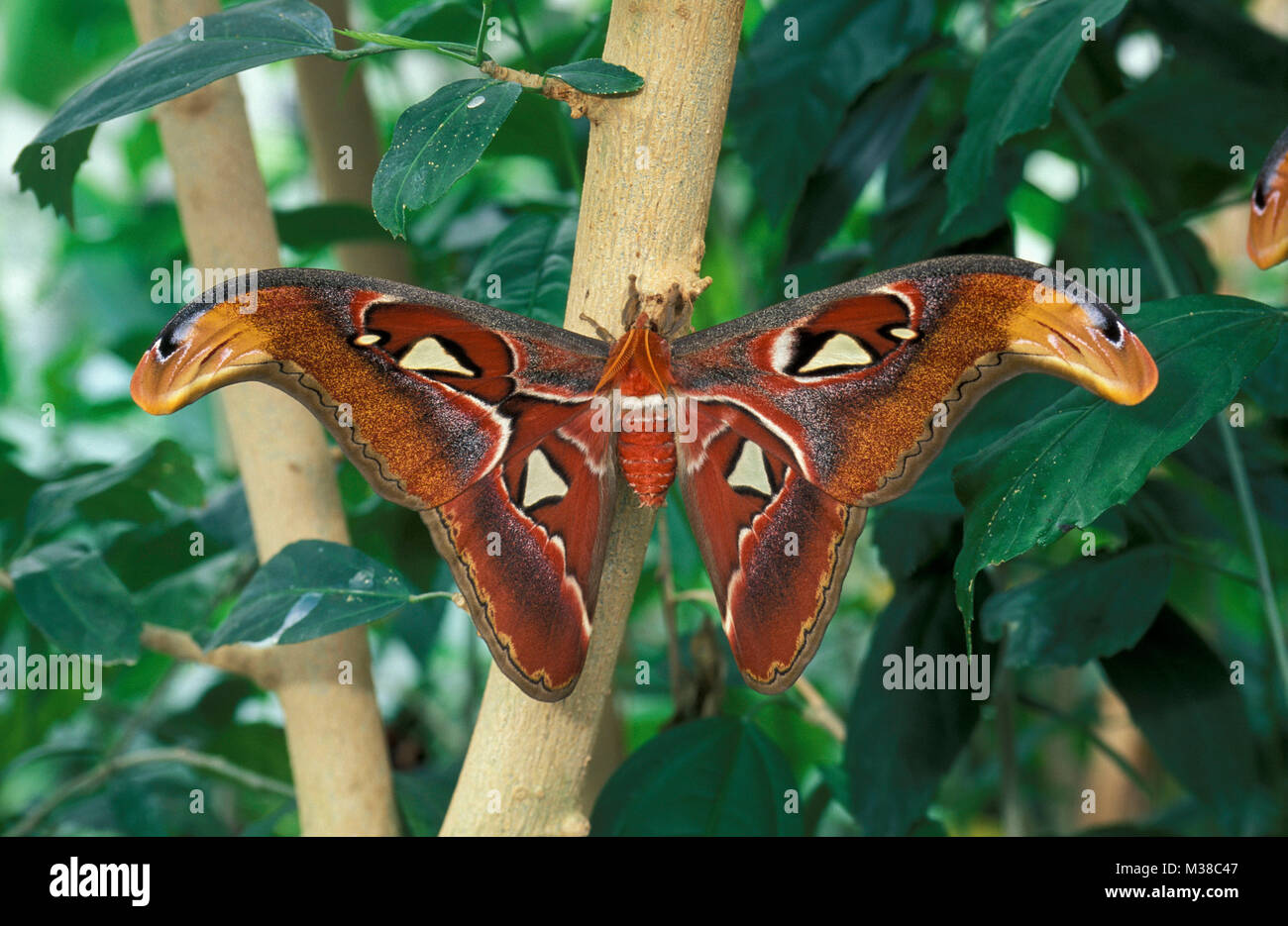 Atlas moth attacus atlas hi-res stock photography and images - Alamy