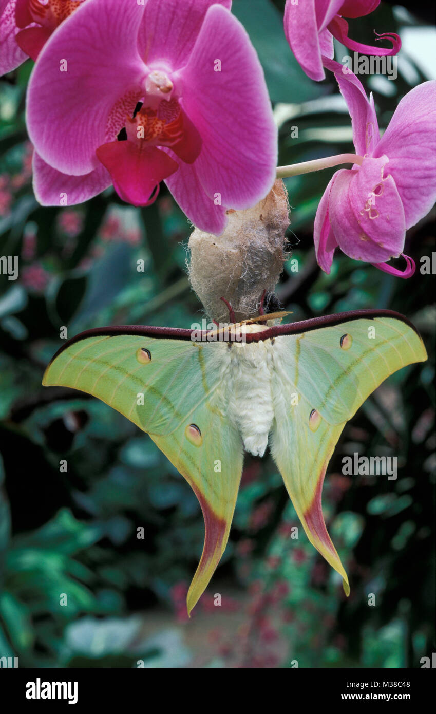 Vietnam. Near Son La. Butterfly. Indian moon moth (Actias selene ...