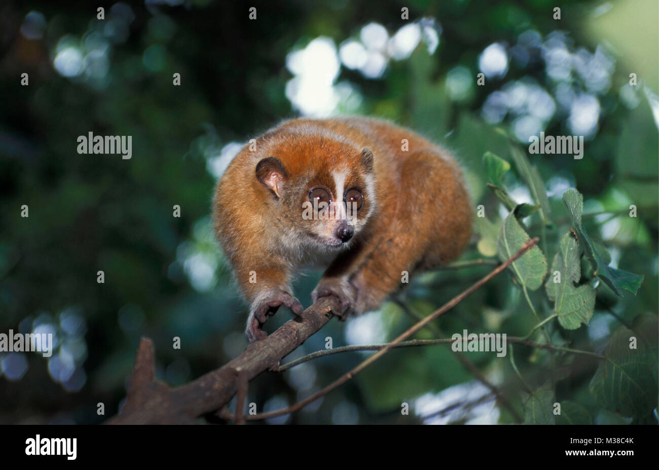 Vietnam. Near Son La. Lesser slow loris. (Nycticebus pygmaeus Stock ...
