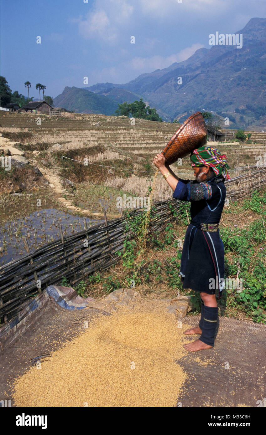 Hmong rice hi-res stock photography and images - Alamy