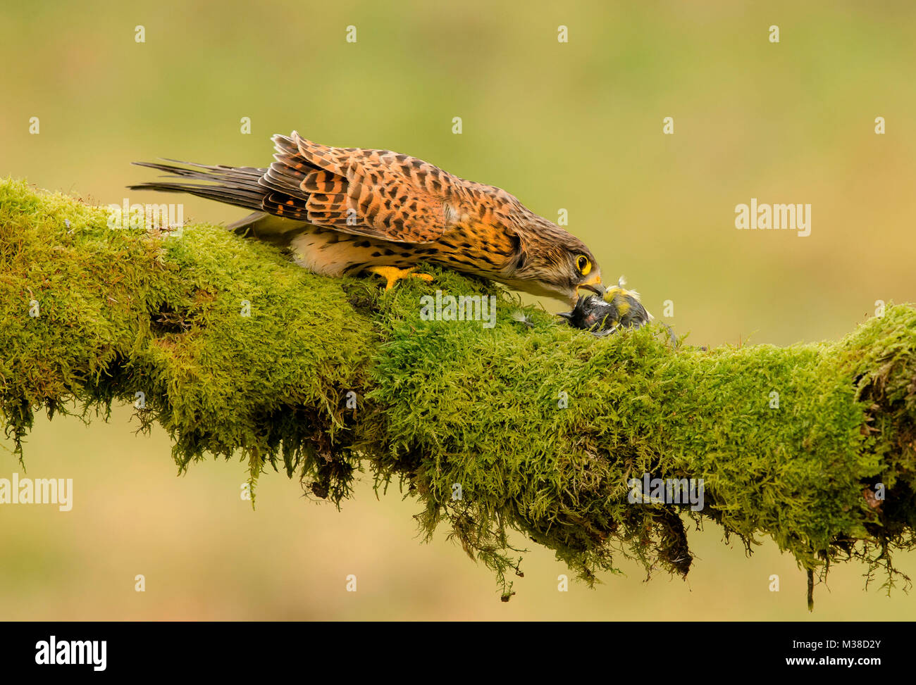 Tawny Owl Reflection Stock Photo - Alamy