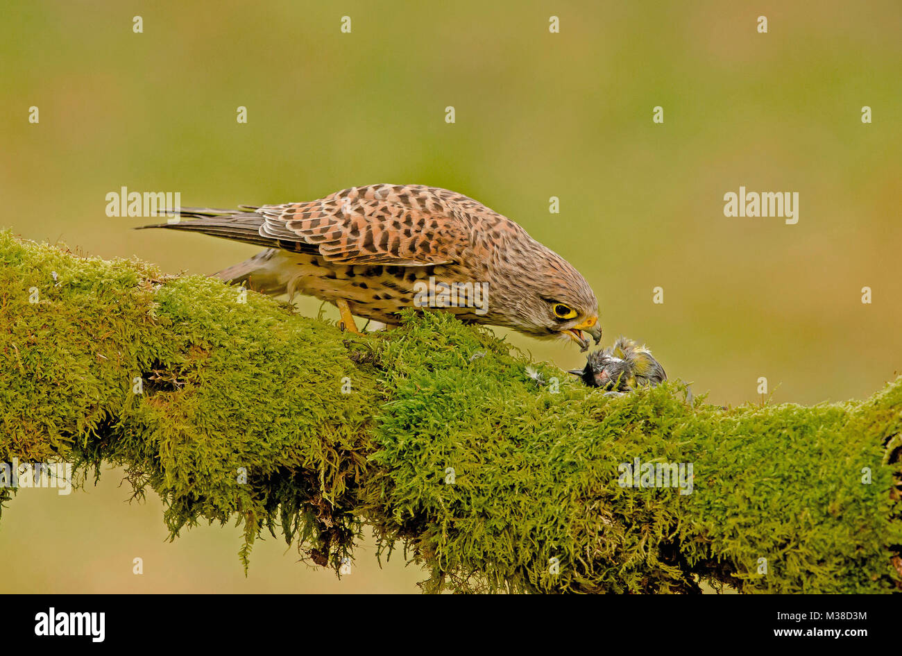 Tawny Owl Reflection Stock Photo - Alamy