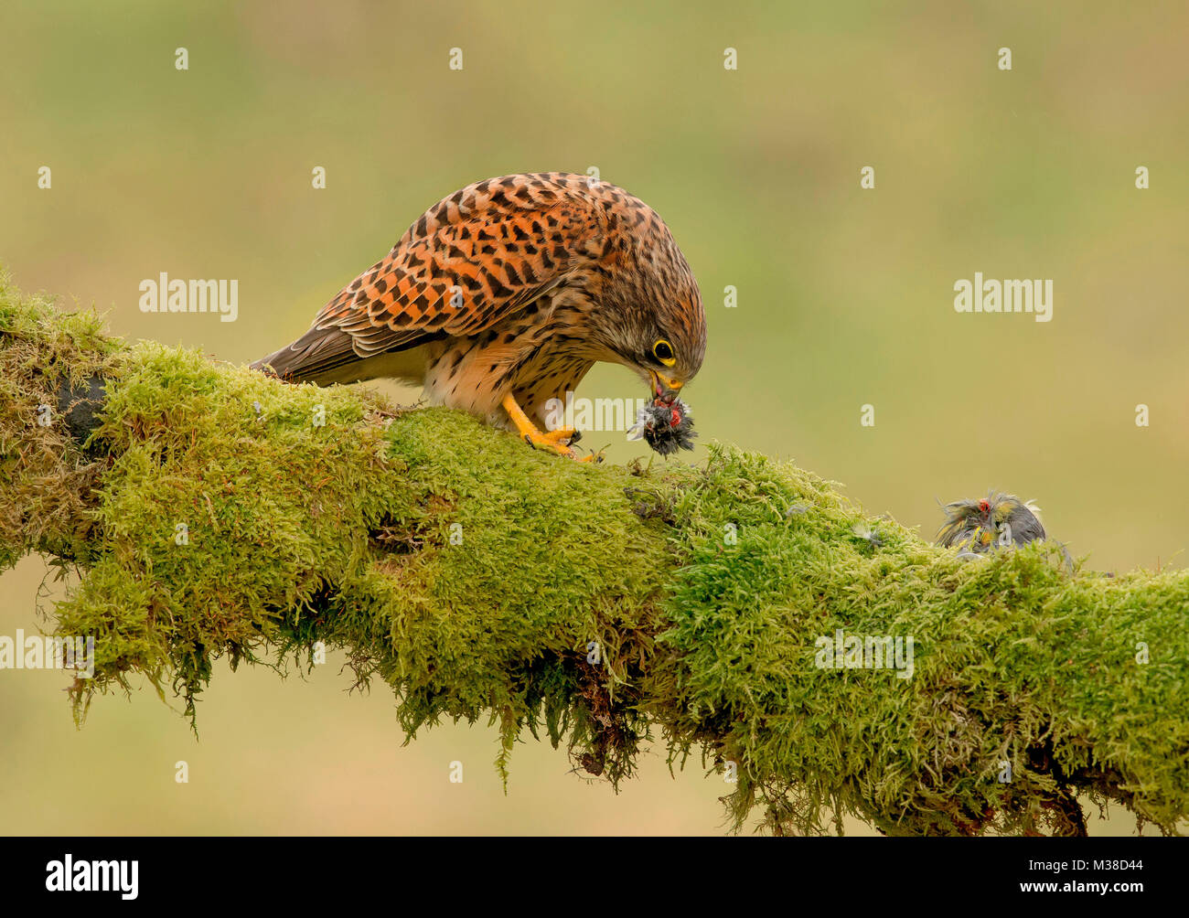Tawny Owl Reflection Stock Photo - Alamy