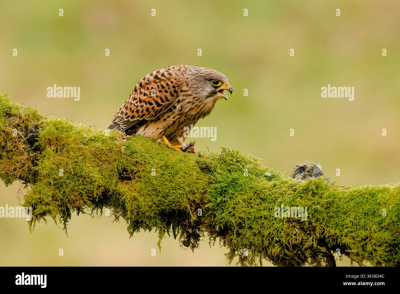 Tawny Owl Reflection Stock Photo - Alamy
