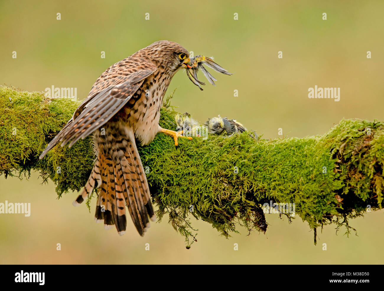 Tawny Owl Reflection Stock Photo - Alamy