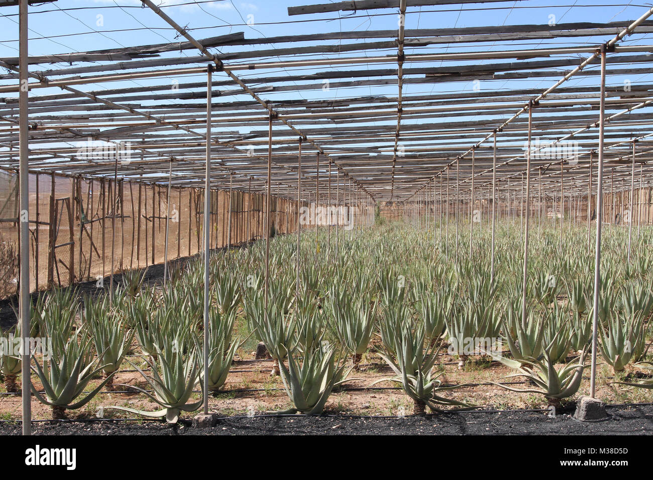 Aloe Vera Farm High Resolution Stock Photography and Images - Alamy