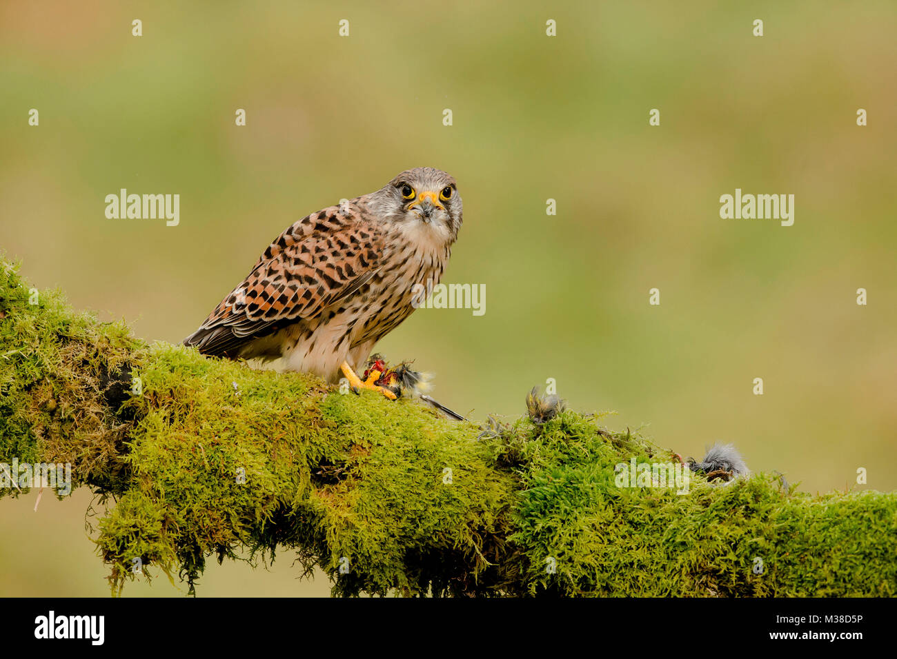 Tawny Owl Reflection Stock Photo - Alamy