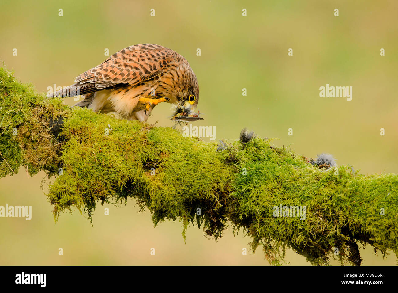 Tawny Owl Reflection Stock Photo - Alamy