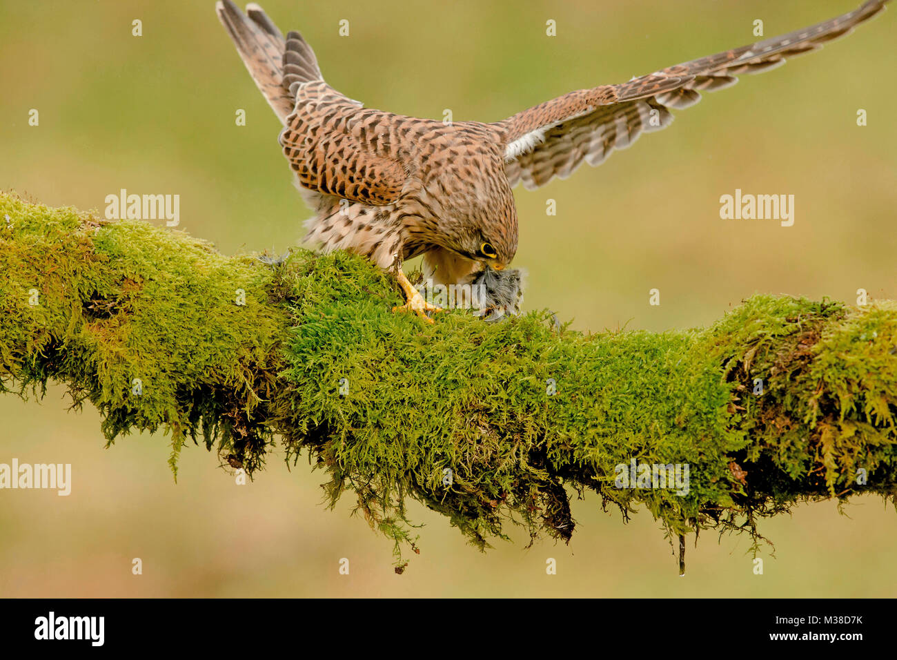 Tawny Owl Reflection Stock Photo - Alamy