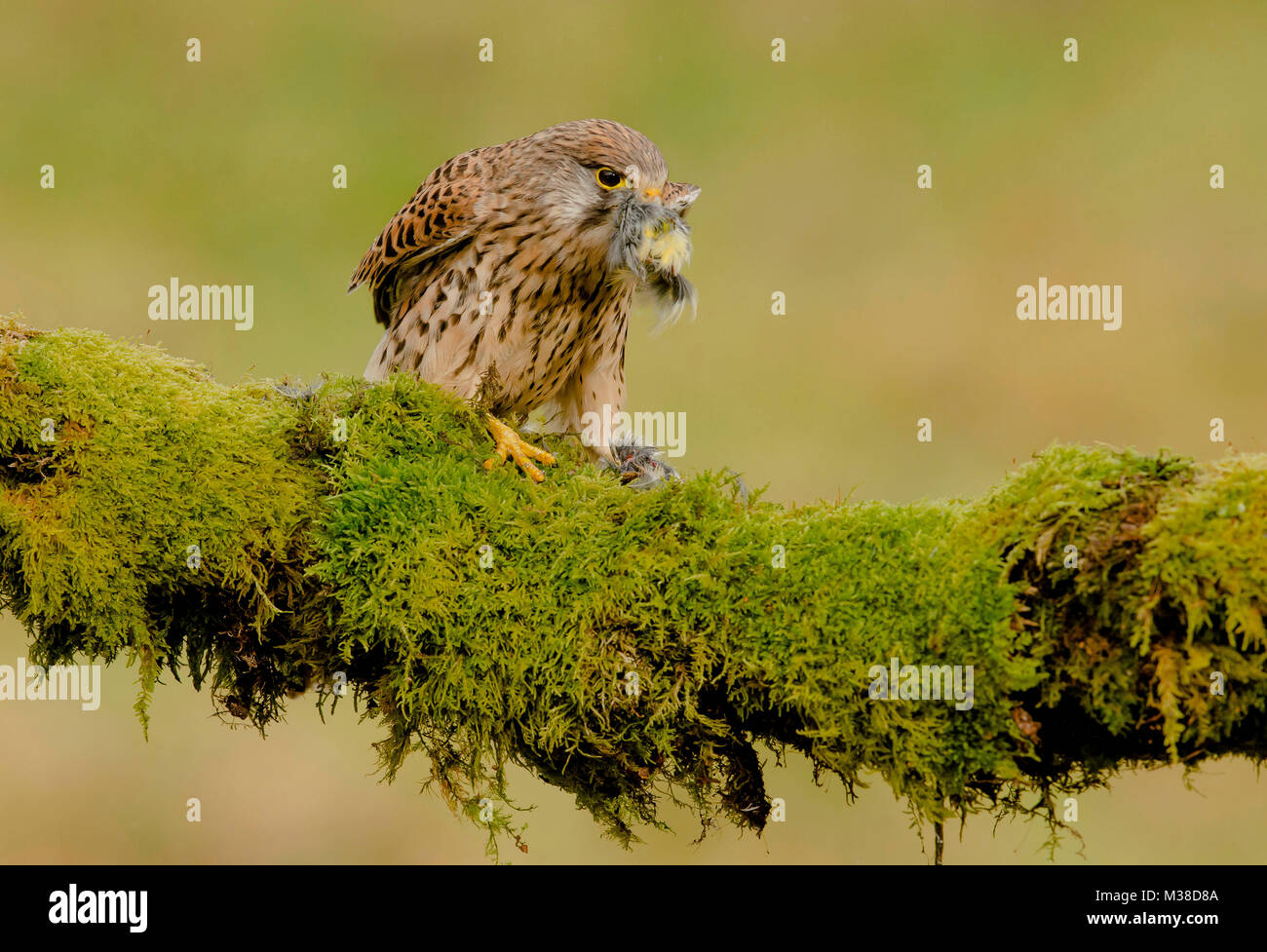 Tawny Owl Reflection Stock Photo - Alamy