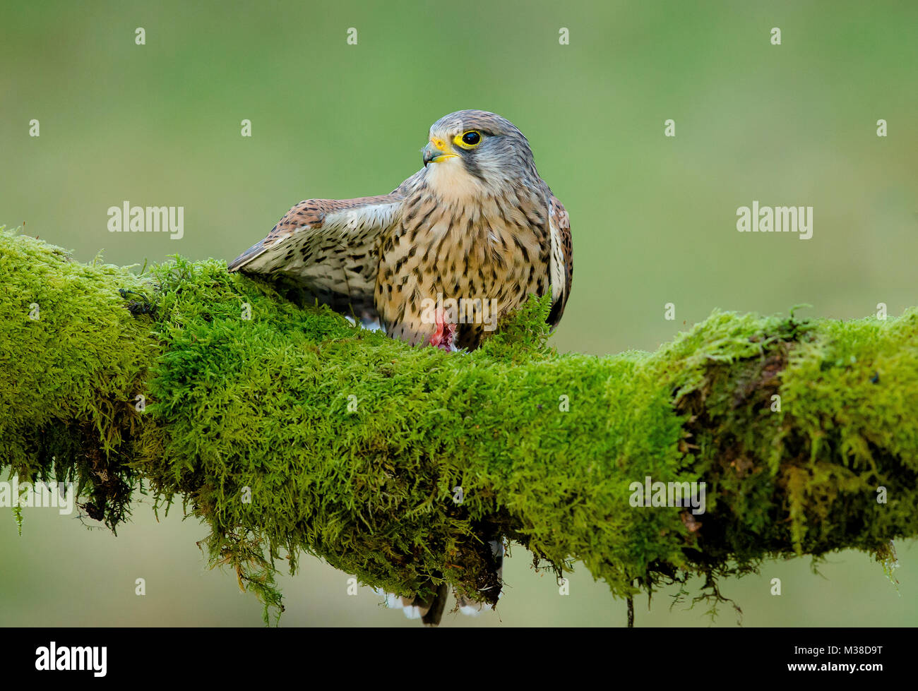 Tawny Owl Reflection Stock Photo - Alamy