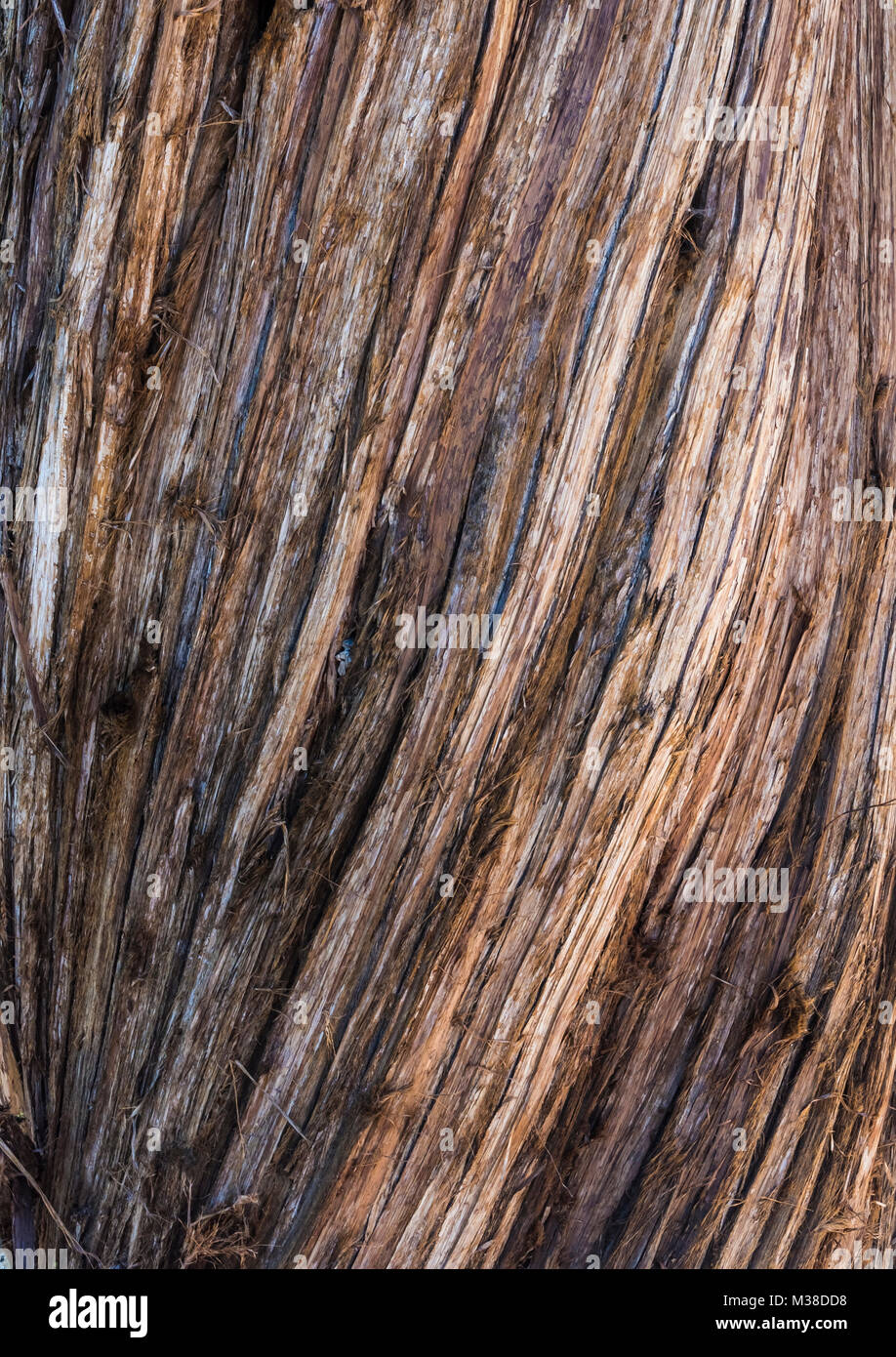 pine tree pattern texture Stock Photo - Alamy