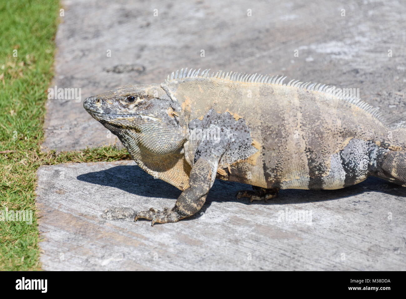 Wild Spiny-tailed iguana, Black iguana, or Black ctenosaur. Green grass ...