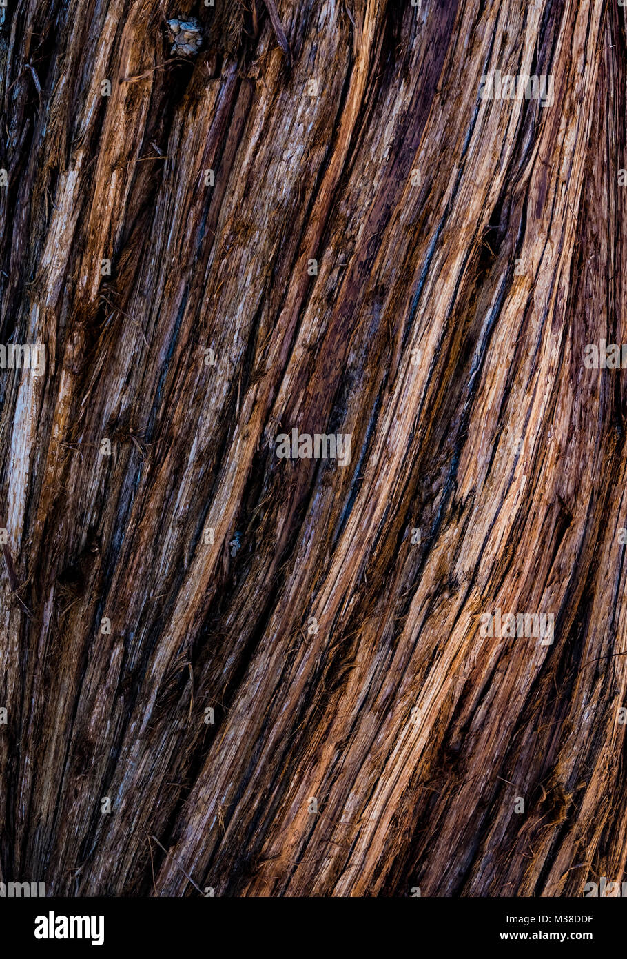 pine tree pattern texture Stock Photo - Alamy