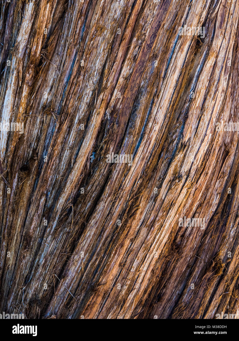 pine tree pattern texture Stock Photo - Alamy