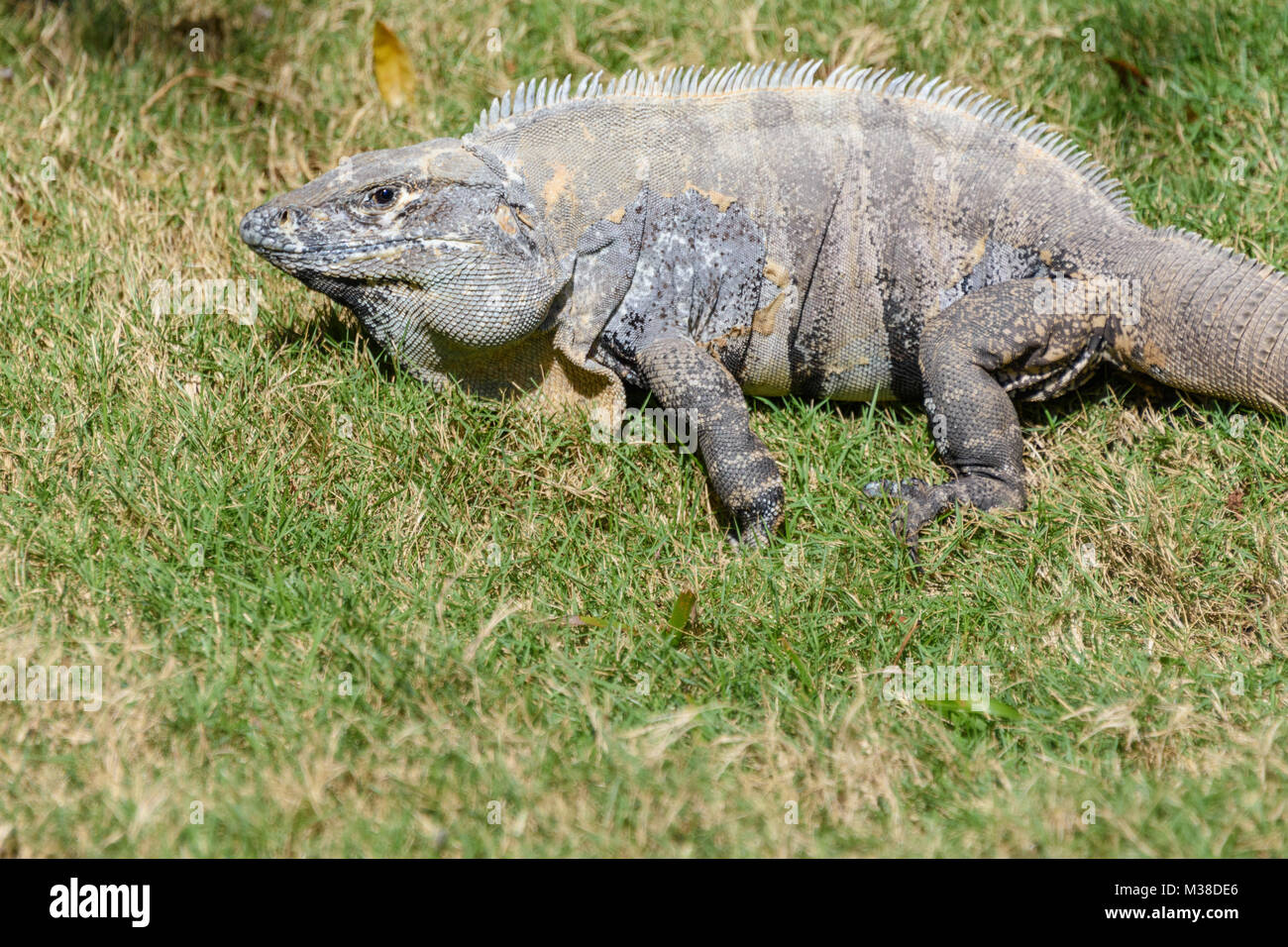 Iguana in the wild. Spiny-tailed iguana, Black iguana, or Black ...
