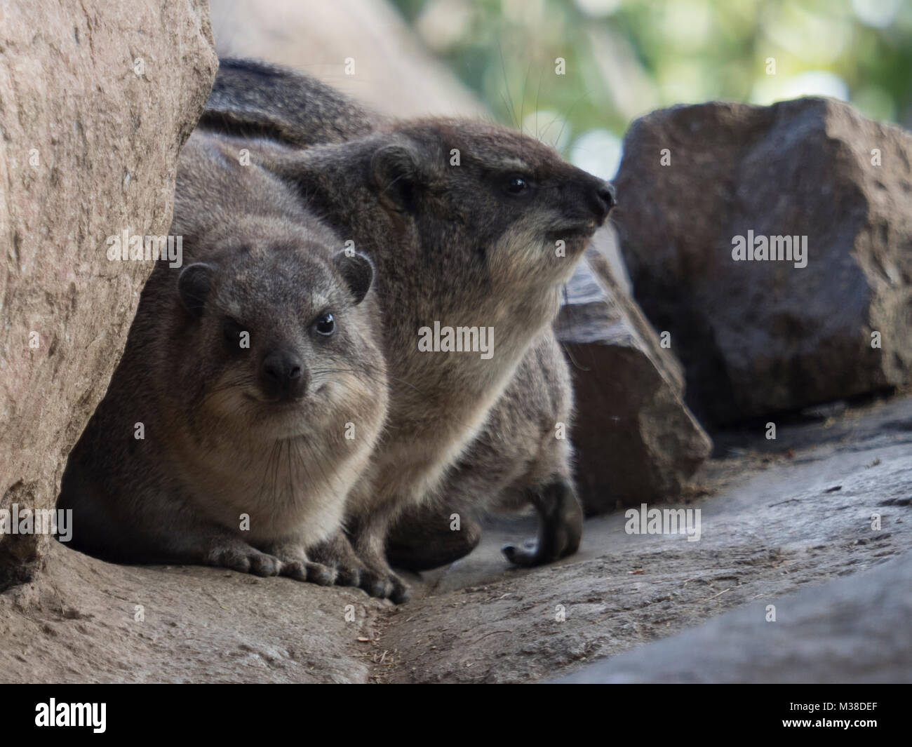 rock hyrax,procavia capensis Stock Photo - Alamy