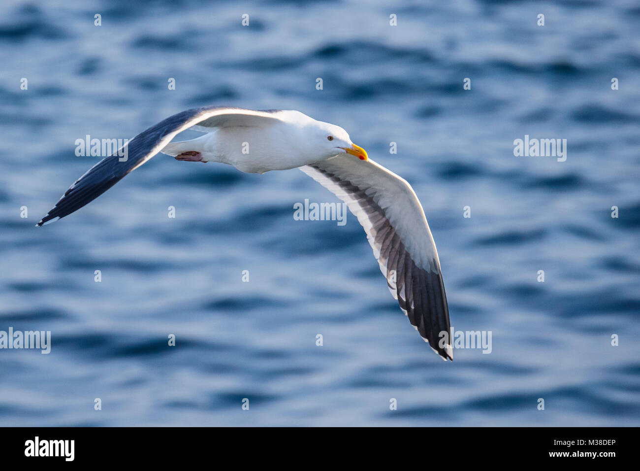 seagull in flight over pacific ocean off coast of california Stock ...