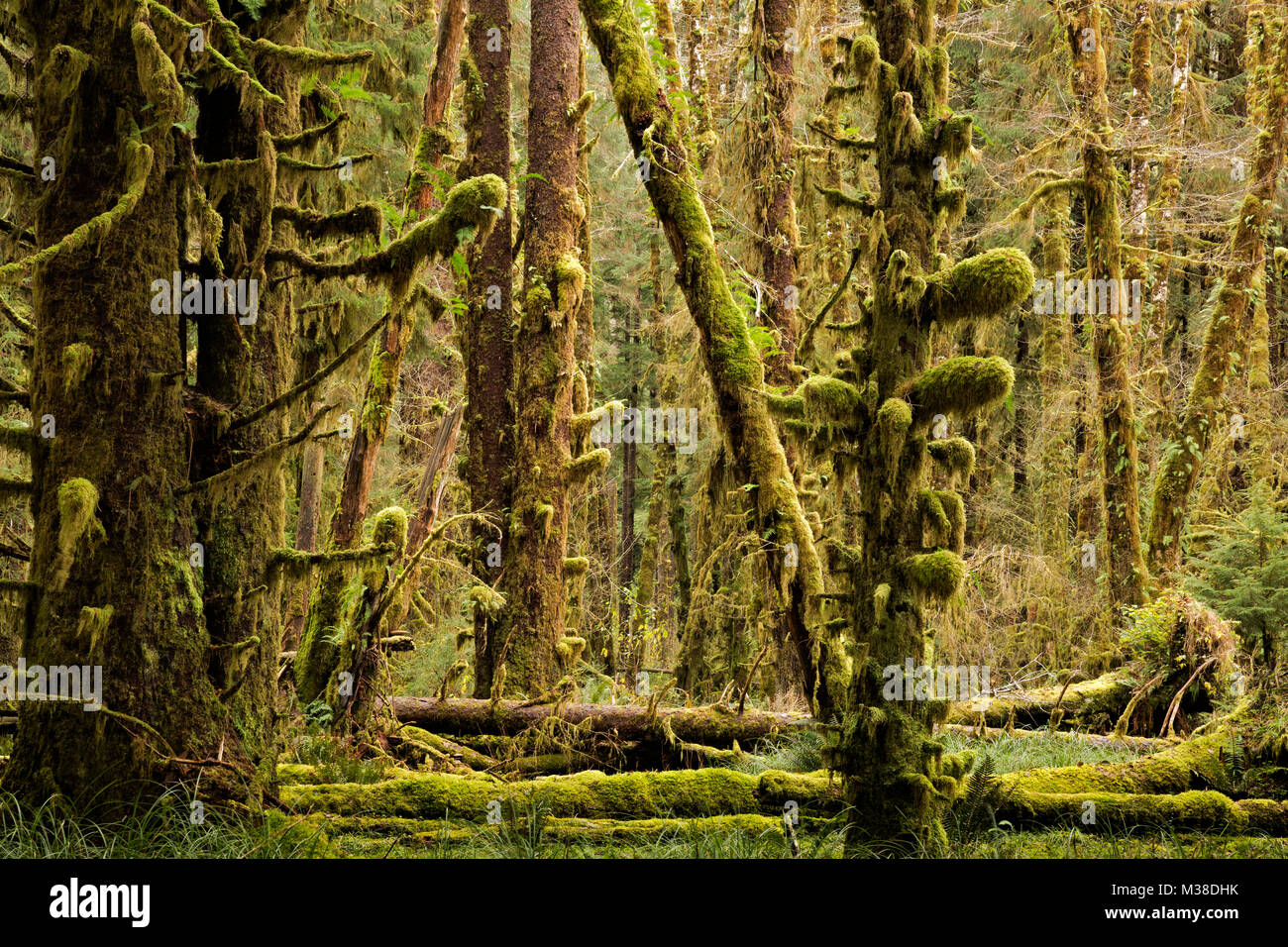 WA13297-00...WASHINGTON - Moss covered trees along Sams River Trail in ...