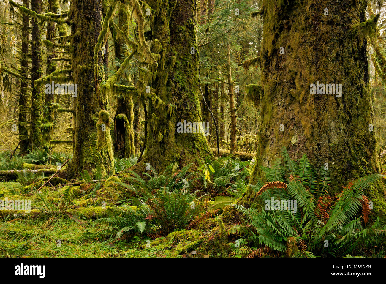 Wet area along trail hi-res stock photography and images - Alamy