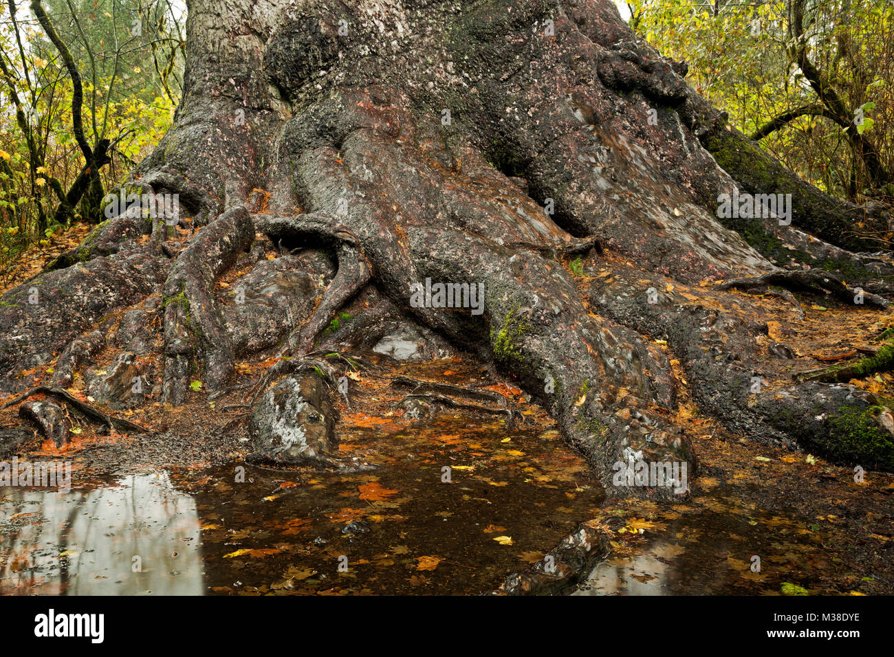 World's largest Sitka Spruce tree located in the Rain Forest Resort ...