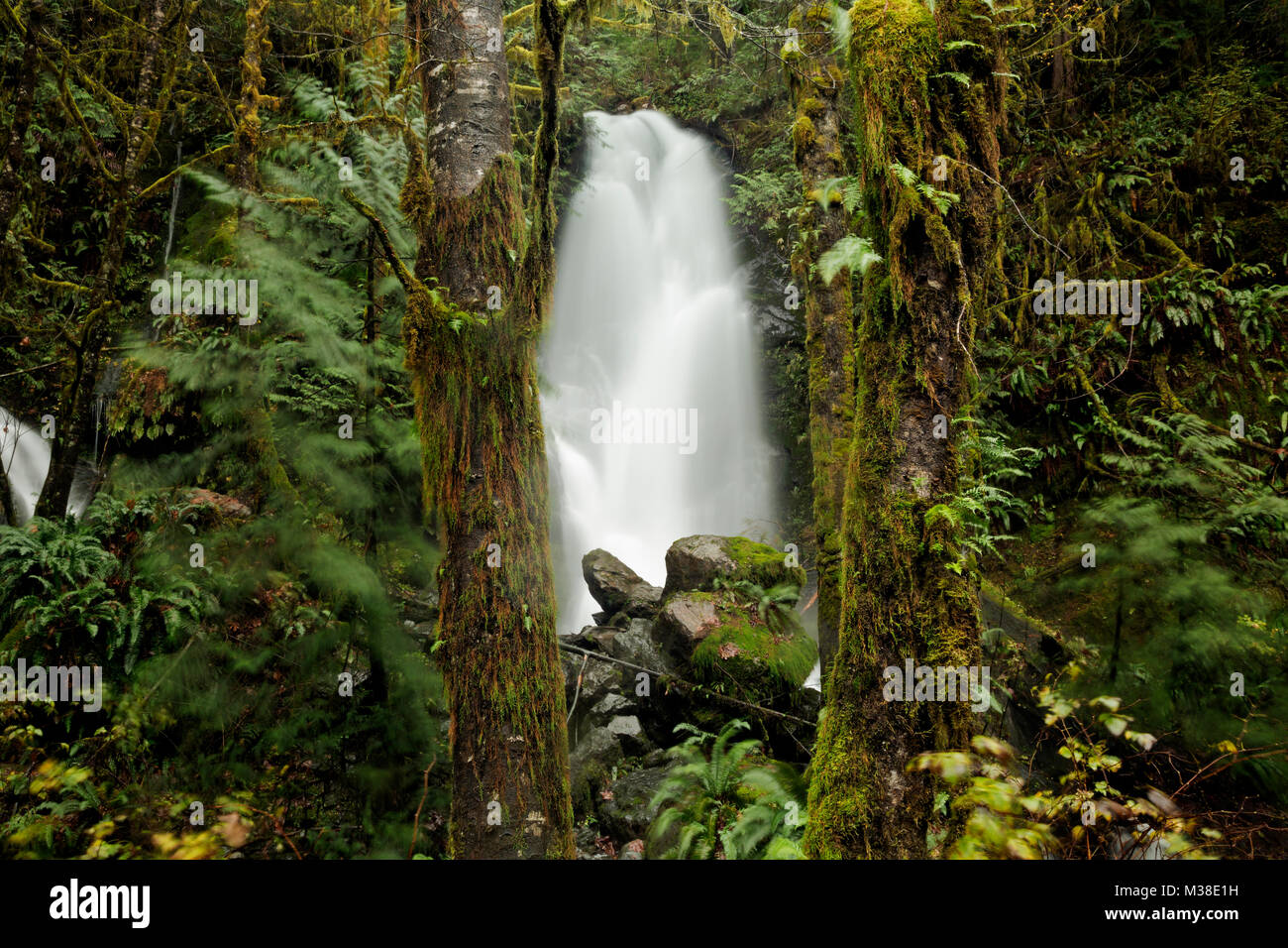 WA13315-00...WASHINGTON - Merriman Falls in the Quinault Rain Forest of ...