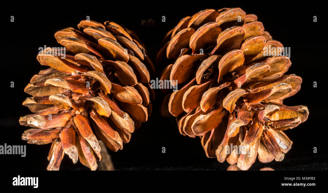 two pine cones Stock Photo - Alamy