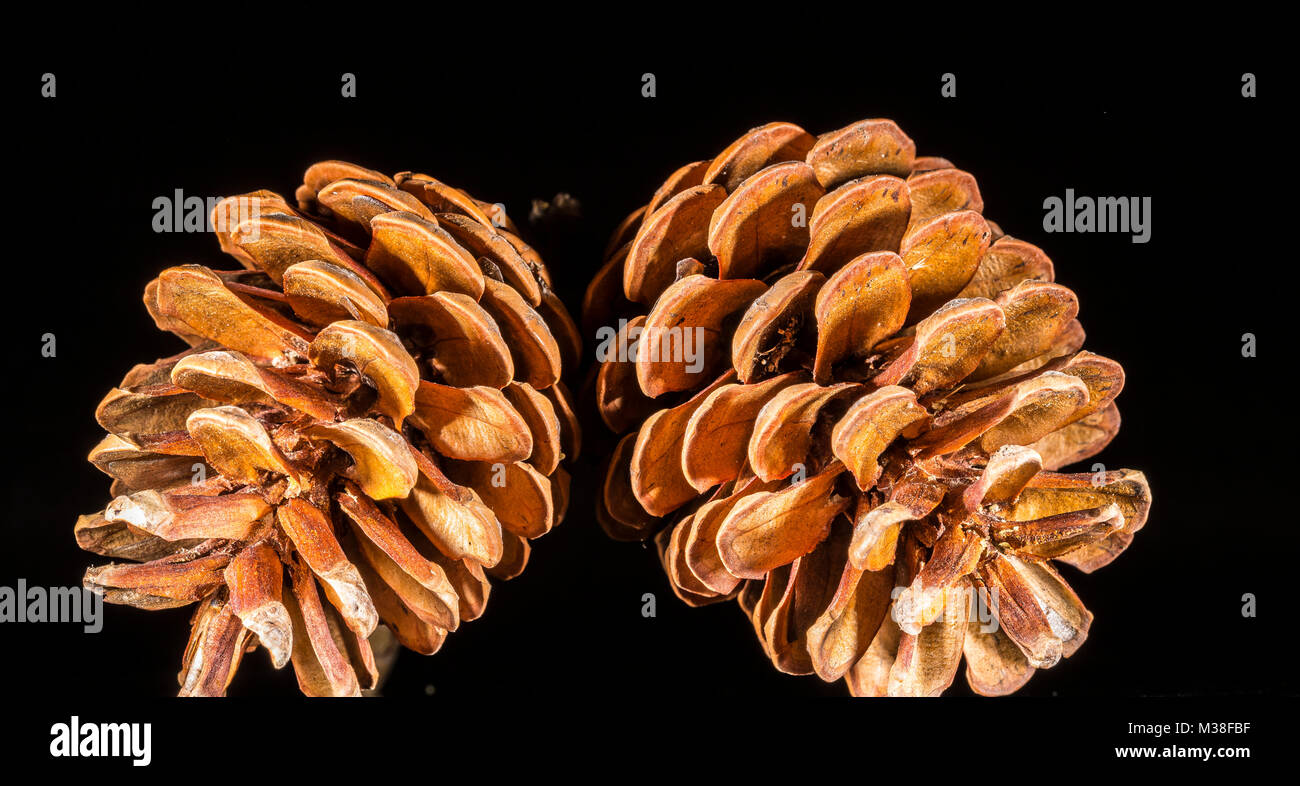 two pine cones Stock Photo - Alamy