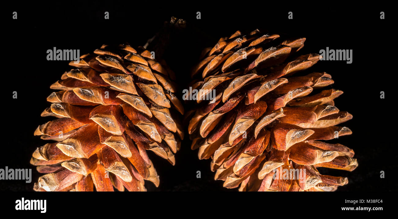 two pine cones Stock Photo - Alamy