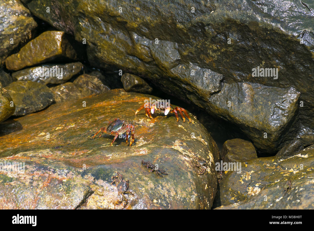 Small black crabs hi-res stock photography and images - Alamy