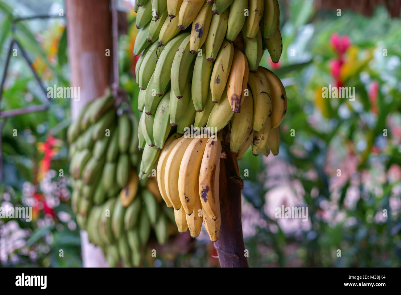 Banana stalk hi-res stock photography and images - Alamy