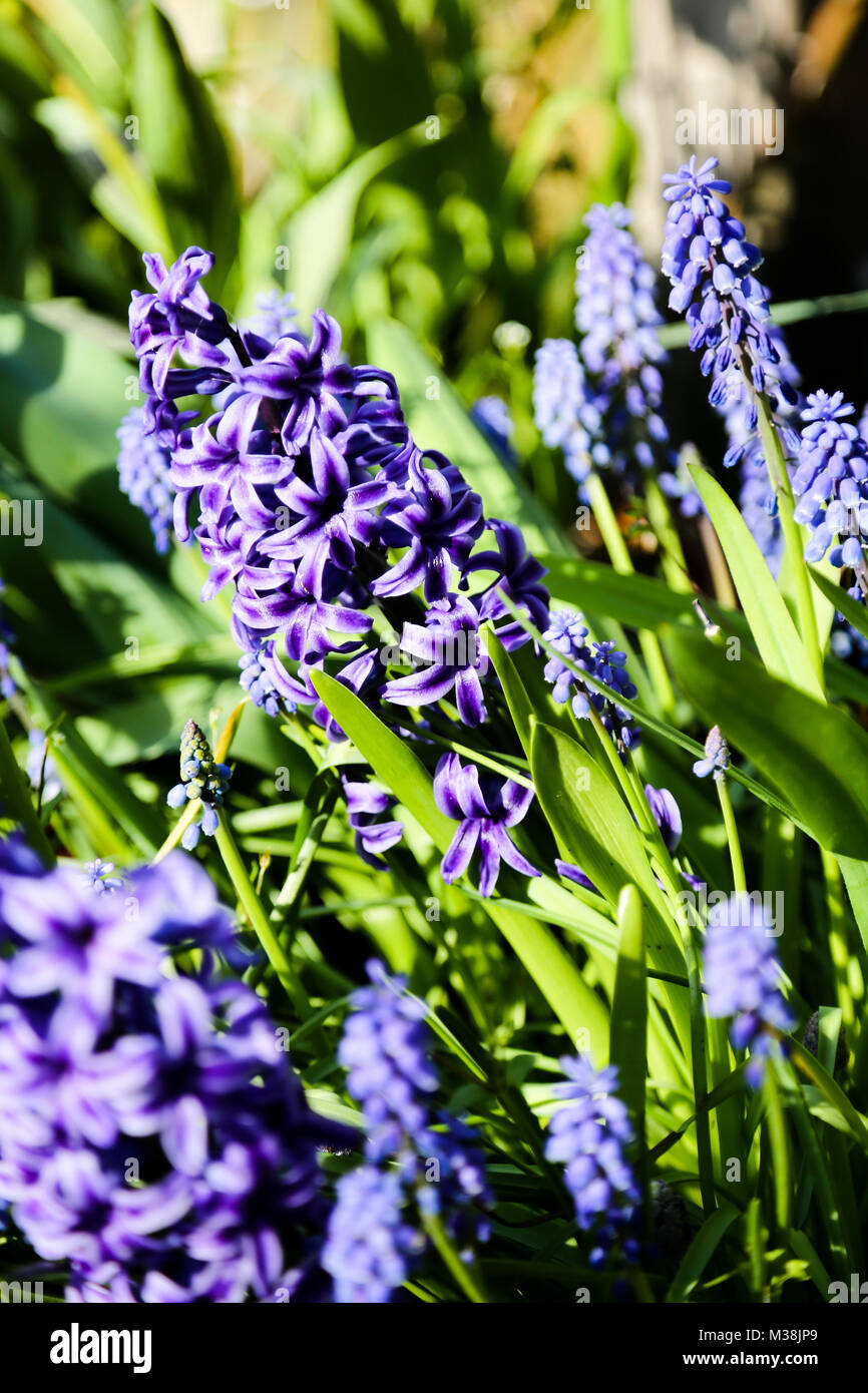 Spring flowers in a suburban garden setting Stock Photo - Alamy